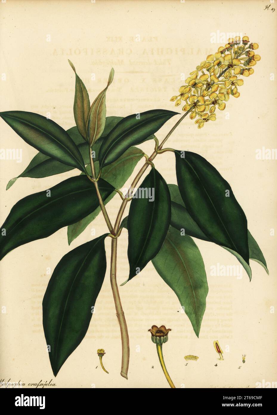 Nance or hogberry, Byrsonima crassifolia. Thick-leaved malpighia ...