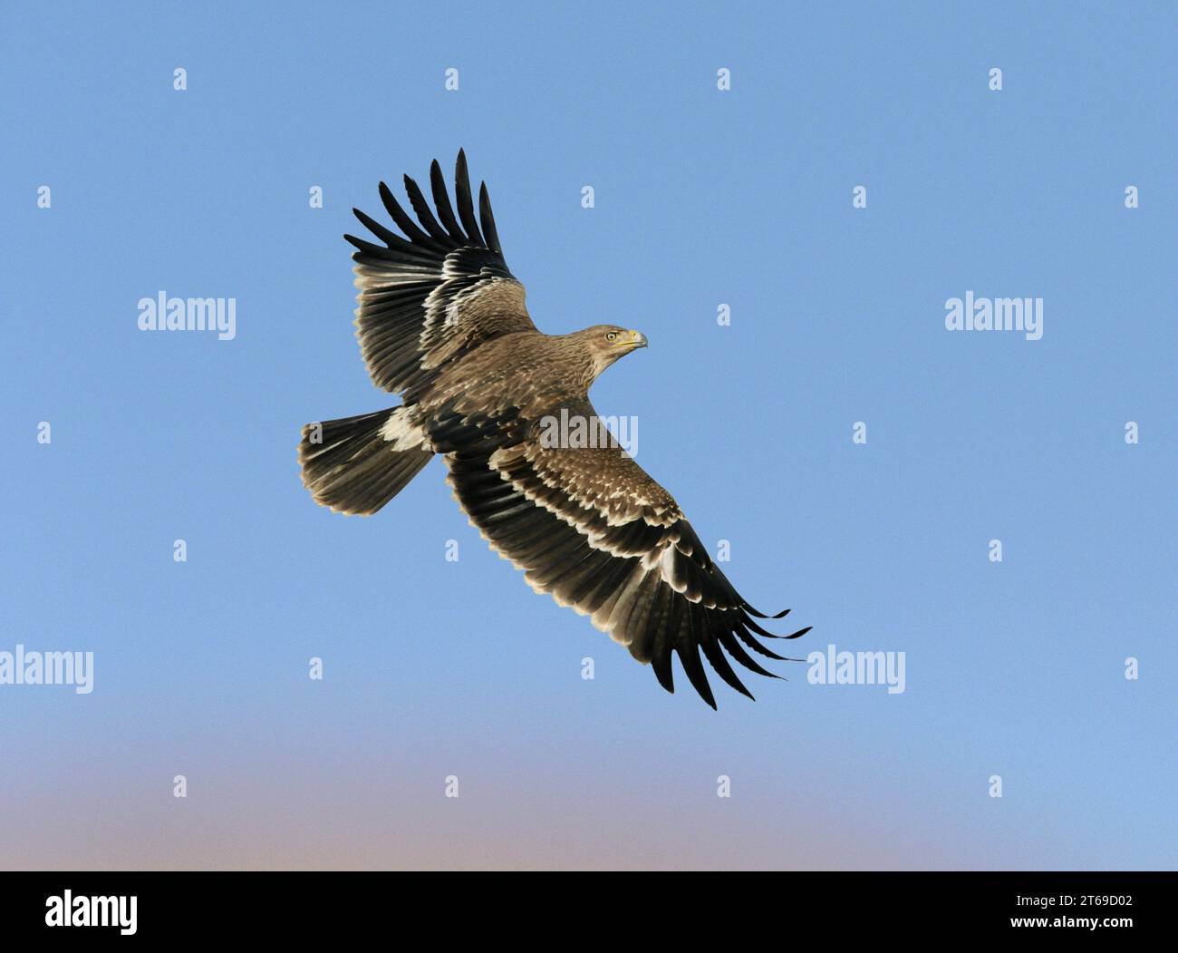 Eastern Imperial Eagle - Aqulla heliaca Stock Photo - Alamy
