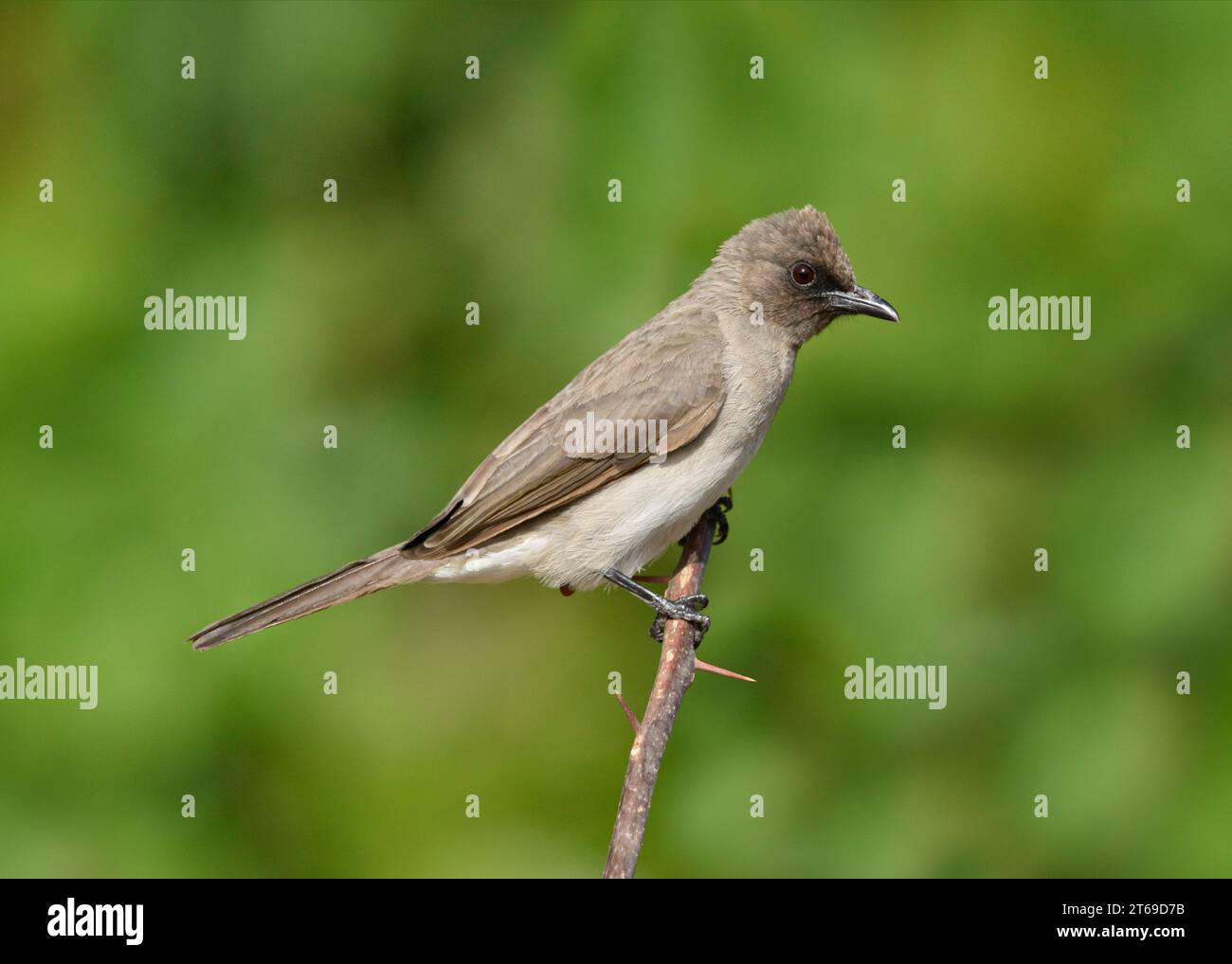 Common Bulbul - Pycnonotus barbatus Stock Photo - Alamy