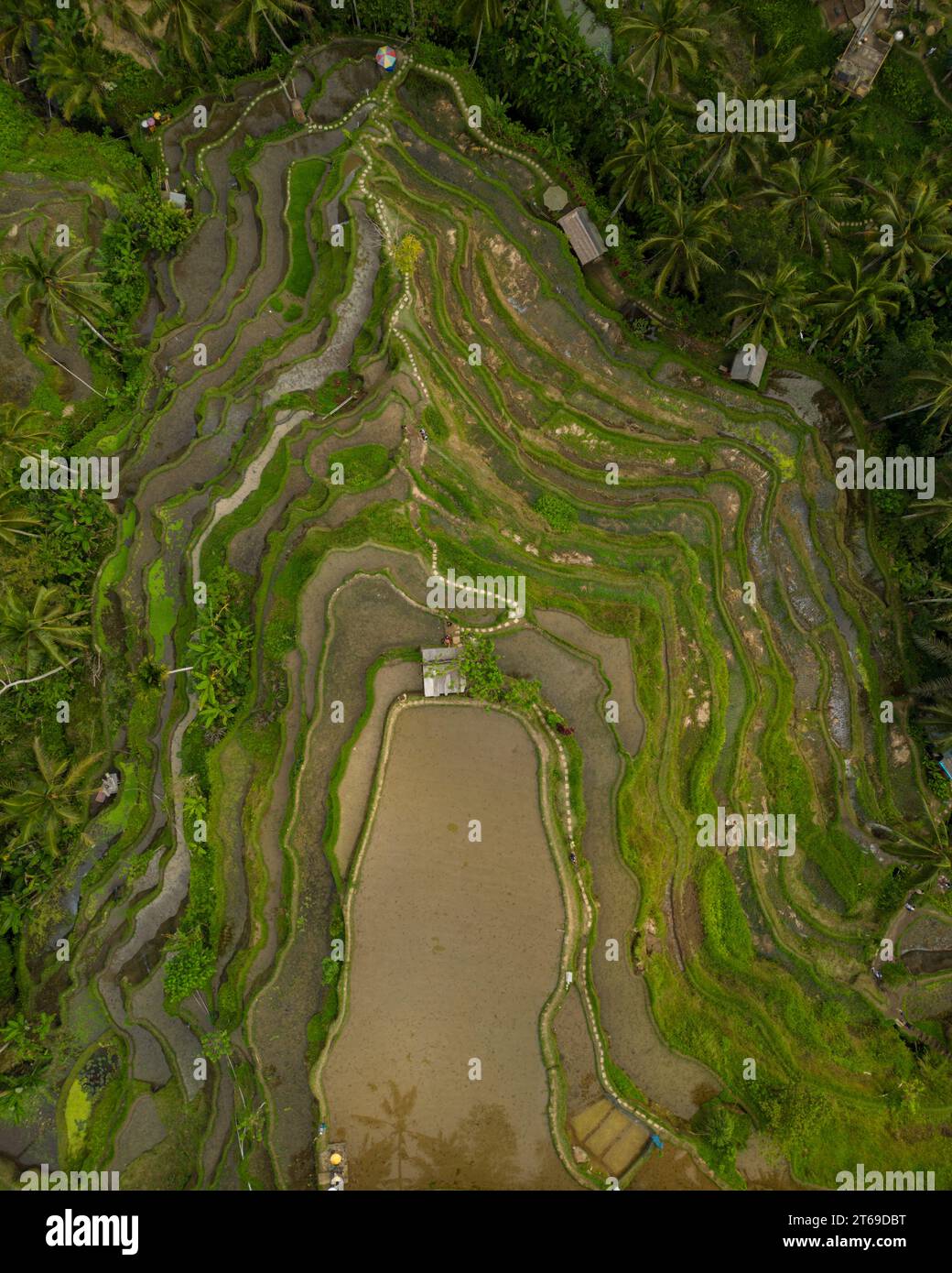 A stunning aerial view of a vast stretch of rice plantations in ...