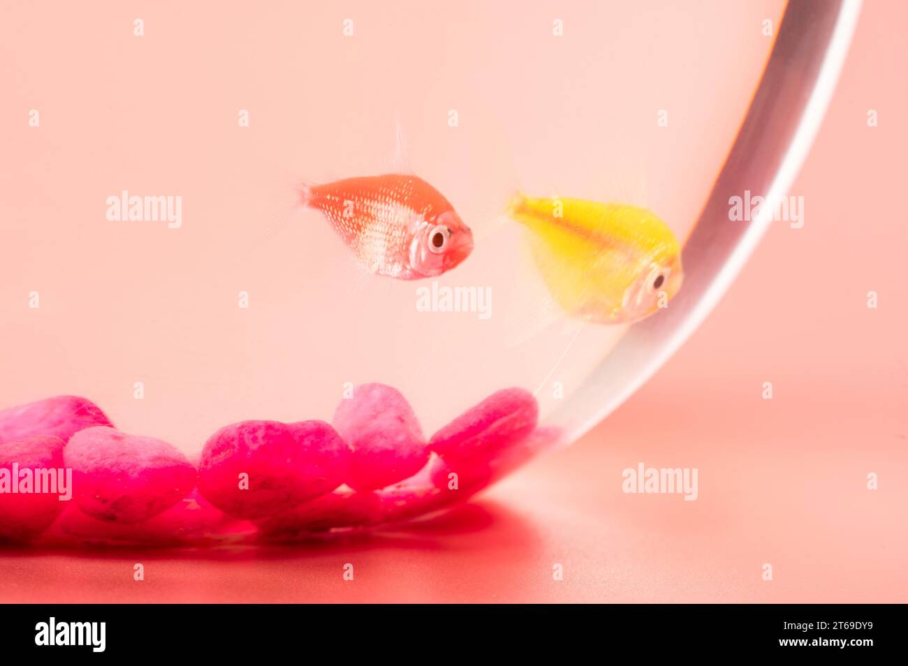 Two small yellow fishes in aquarium on pink background close up view ...