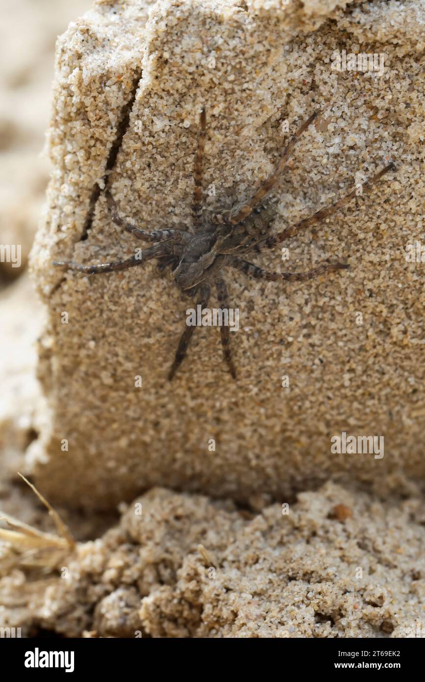 Bärtige Scheintarantel, Auffällige Tarantel, Grau-Weiß-Dunkle ...