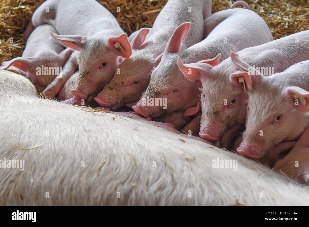 Saugen hi-res stock photography and images - Alamy