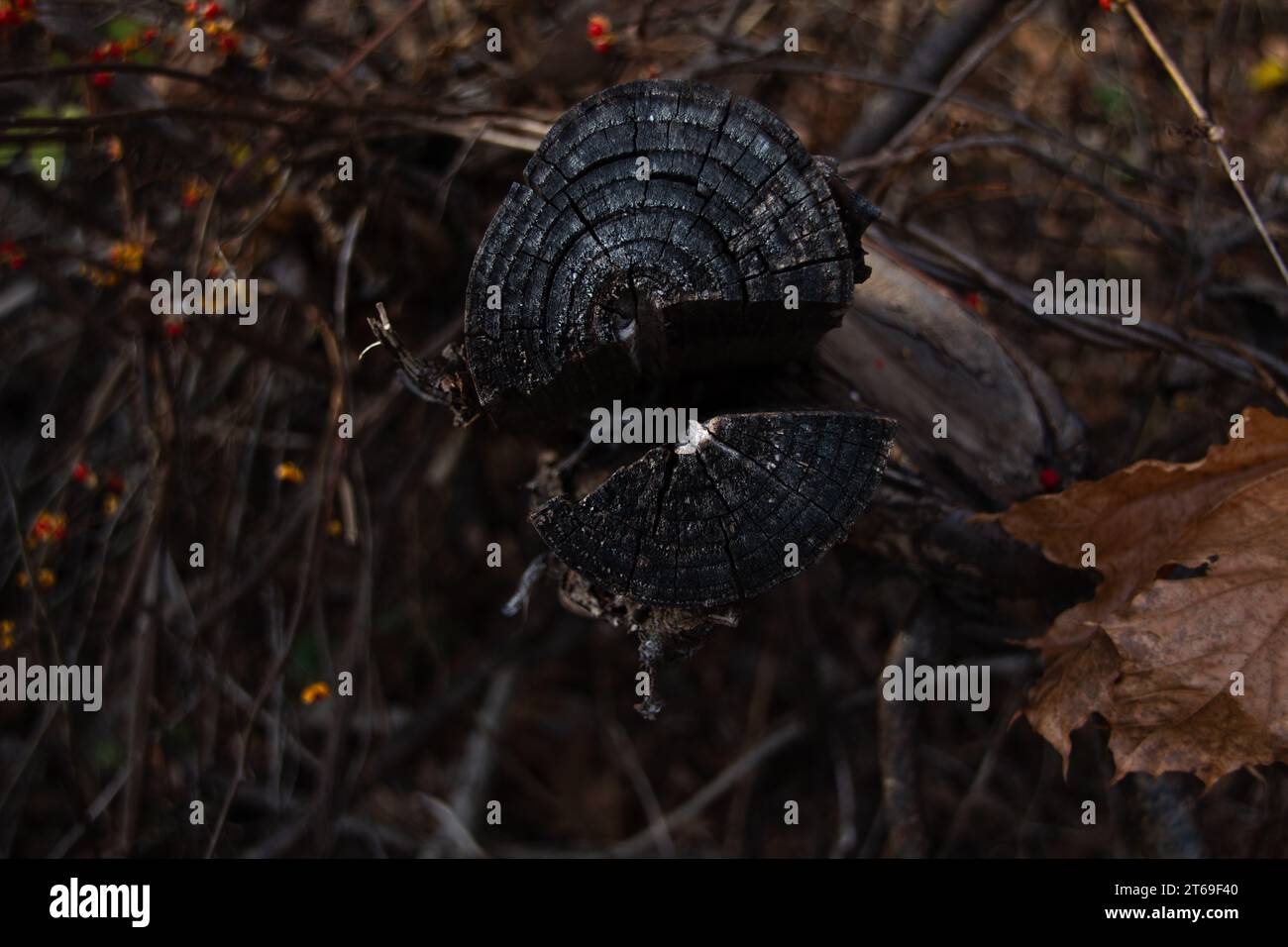 Red tree log hi-res stock photography and images - Alamy