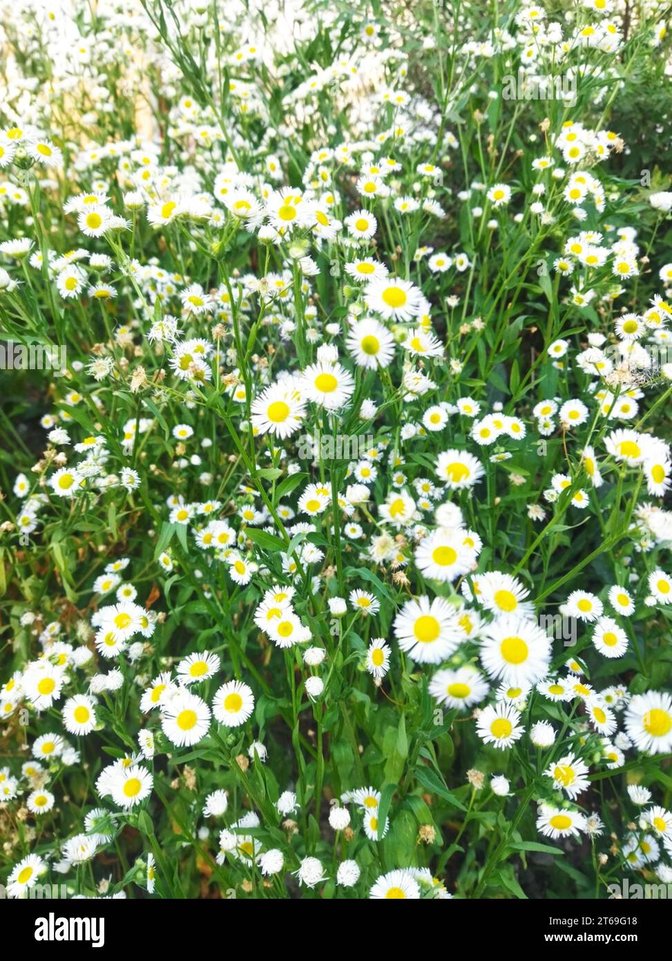 Long white stems hi-res stock photography and images - Alamy