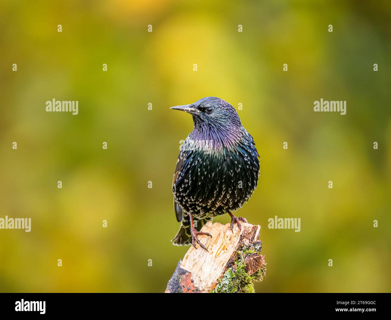 Starling foraging in autumn in mid Wales Stock Photo - Alamy