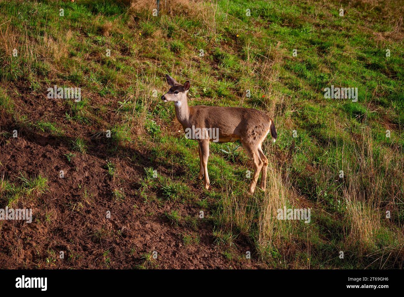 A lone doe stands on a hillside during golden hour sunlight Stock Photo ...