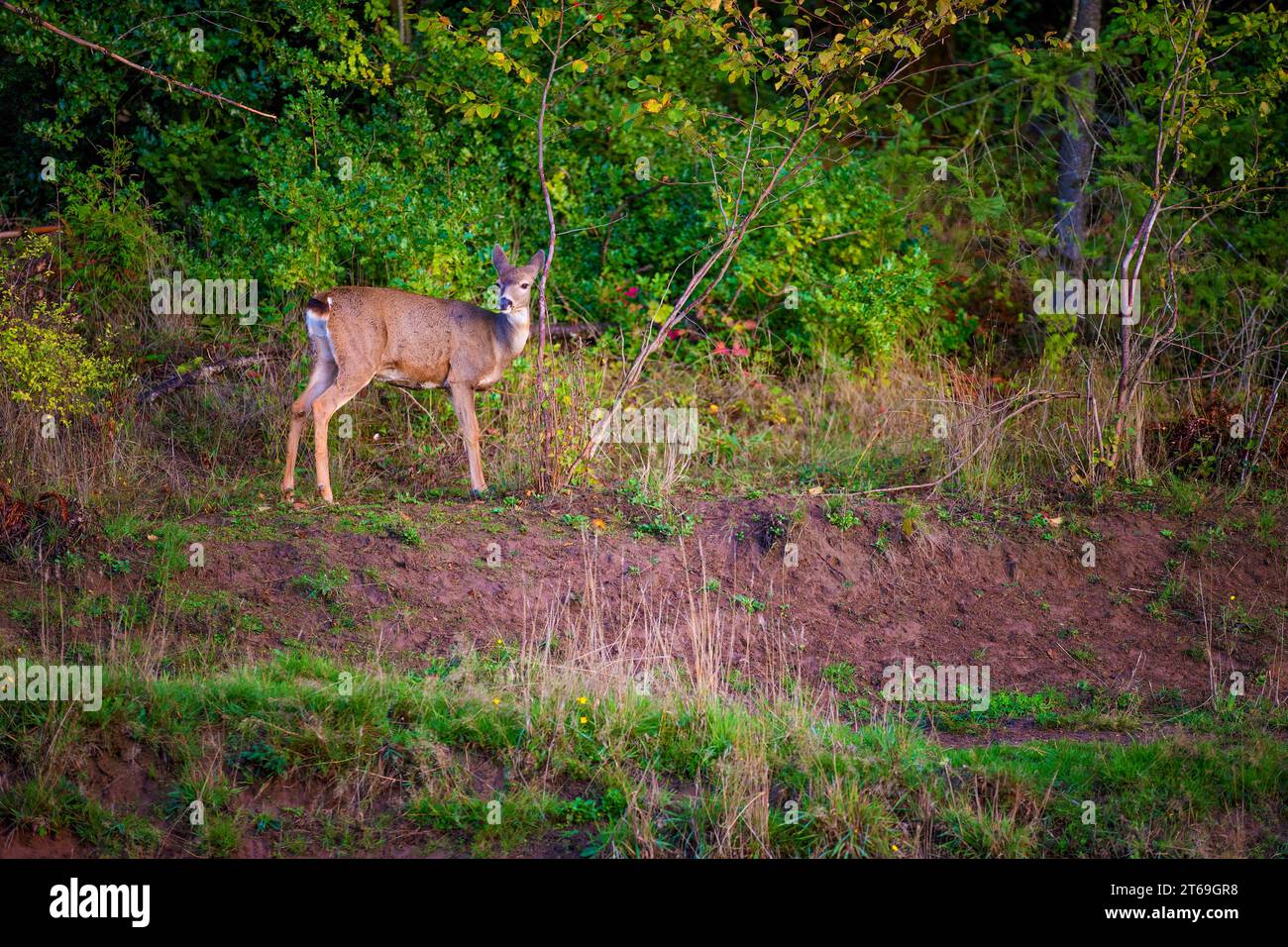 A lone doe yearling stands looking back at camera on a hillside Stock ...