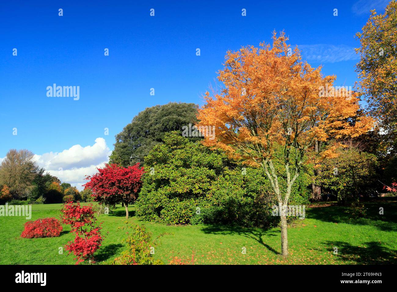 View autumn trees japanese hi-res stock photography and images - Alamy