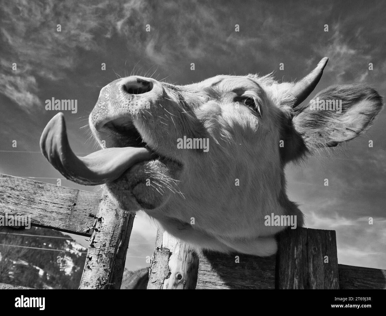 Funny Cow One Stock Photo Alamy