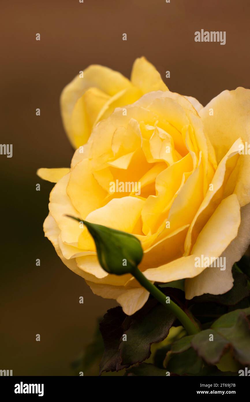 Symbolizes affection hi-res stock photography and images - Alamy