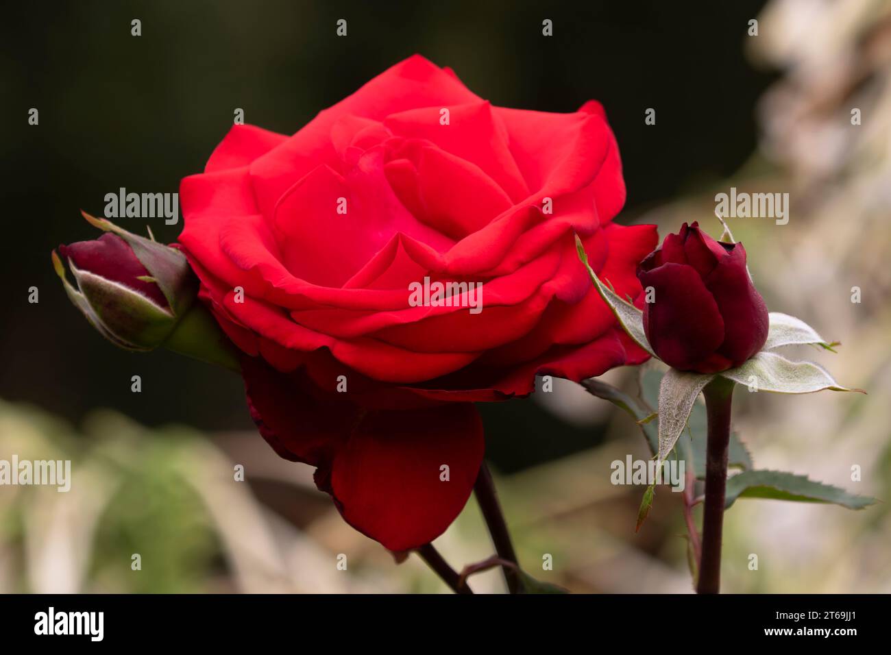 Red rose blossom and two buds are elegant, natural beauty at the Rose ...