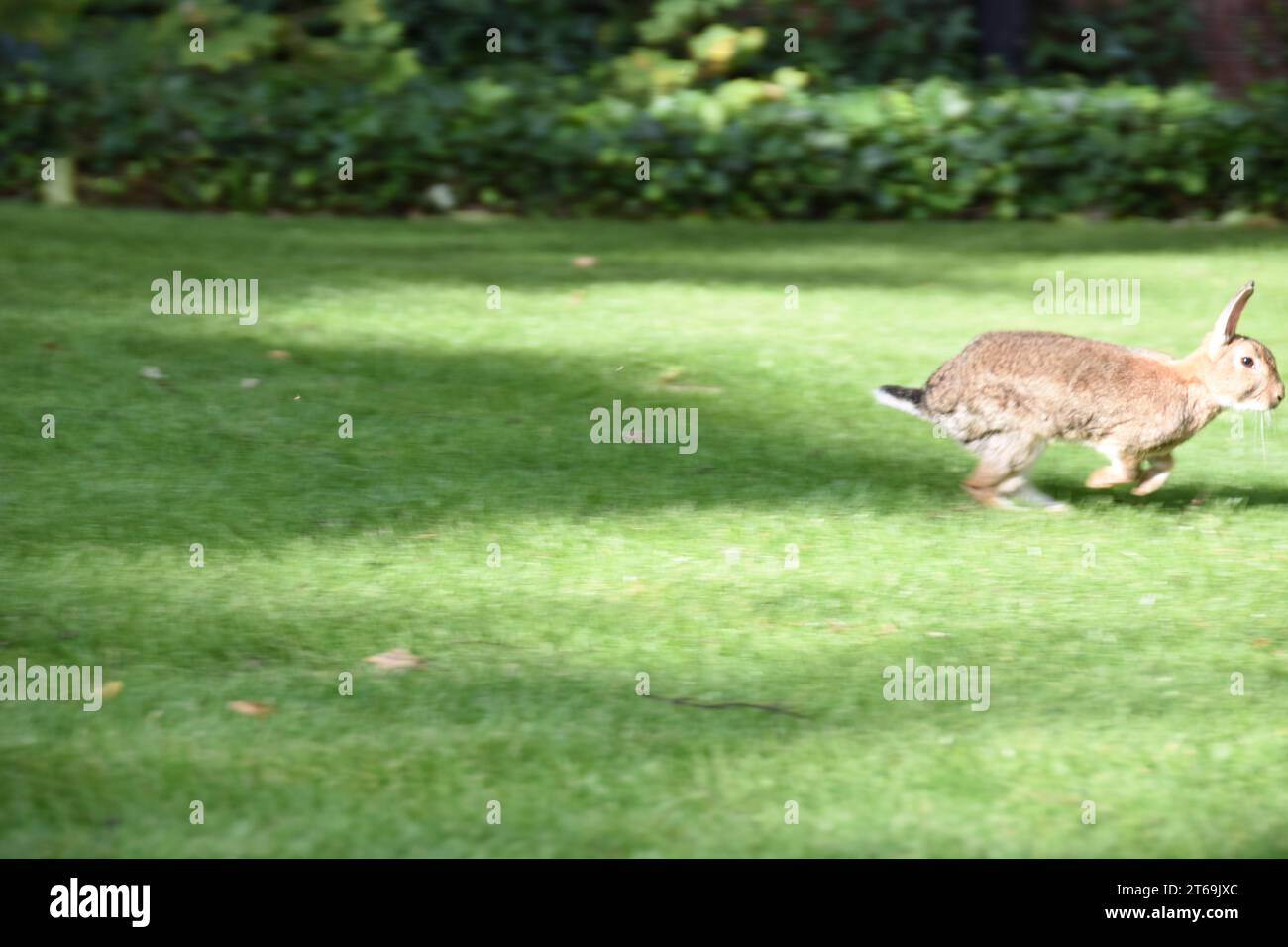 Leaping rabbit hi-res stock photography and images - Alamy