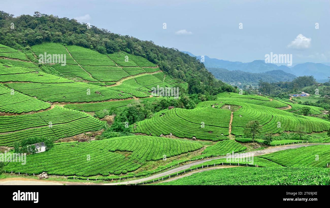 An aerial view of lush tea gardens in Munnar, Kerala, India Stock Photo ...