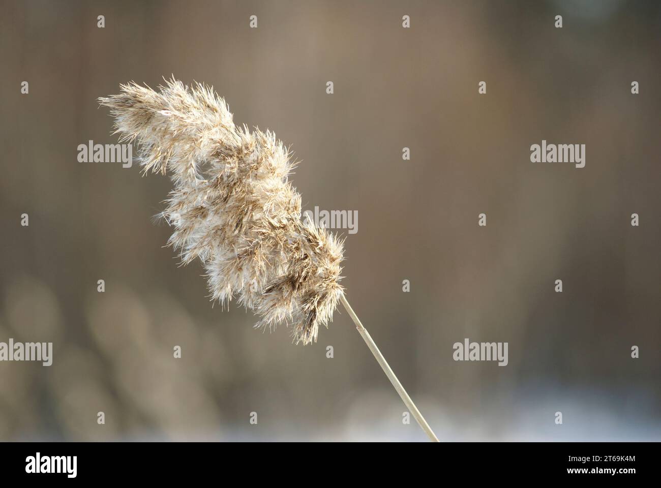 Reed stems backdrop hi-res stock photography and images - Alamy
