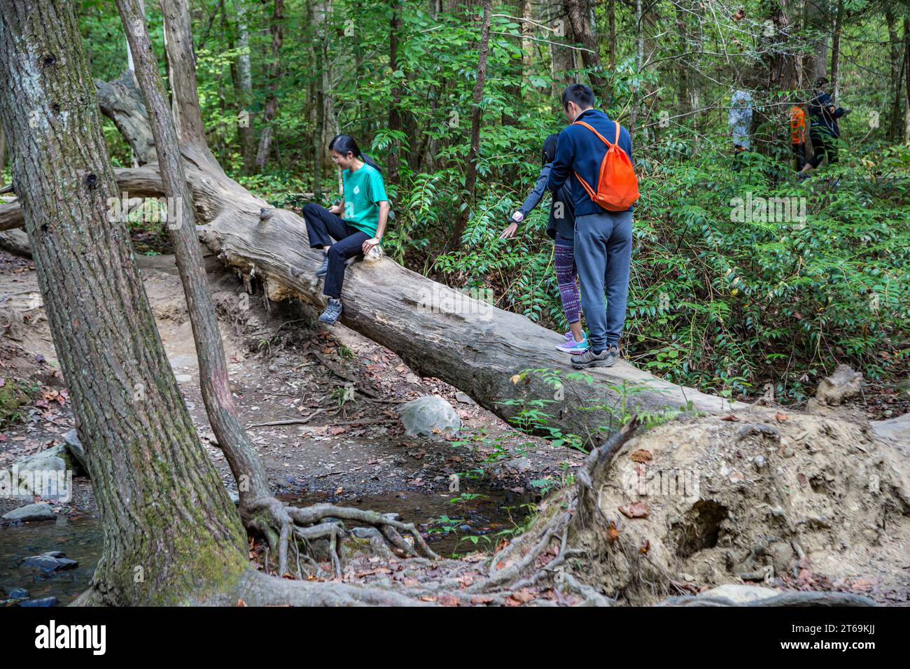 Asian family on a fallen tree log along the Fighting Creek Nature Trail ...