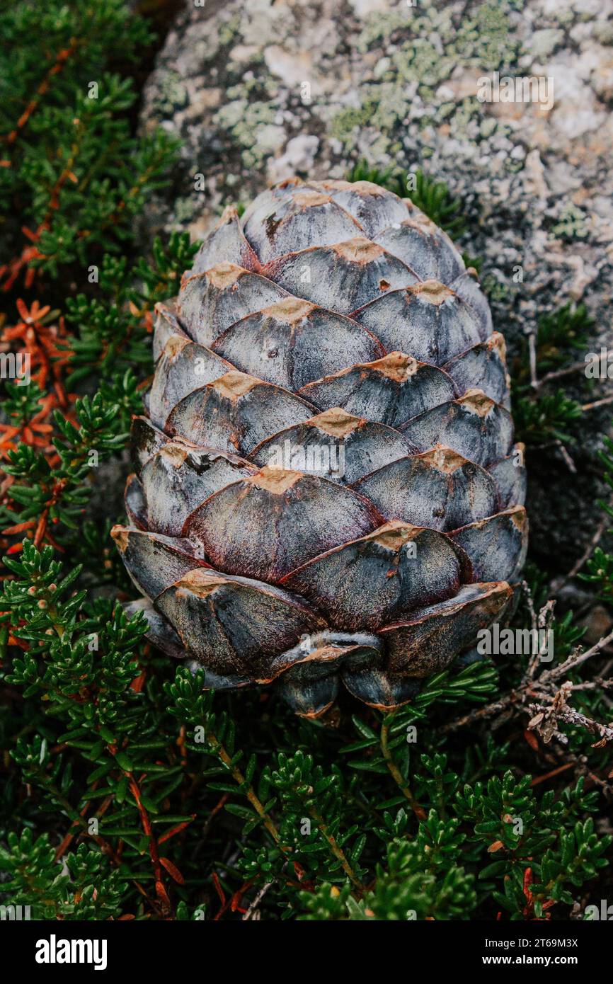 Siberian cedar pine cone on green bush. collection of wild harvest ...