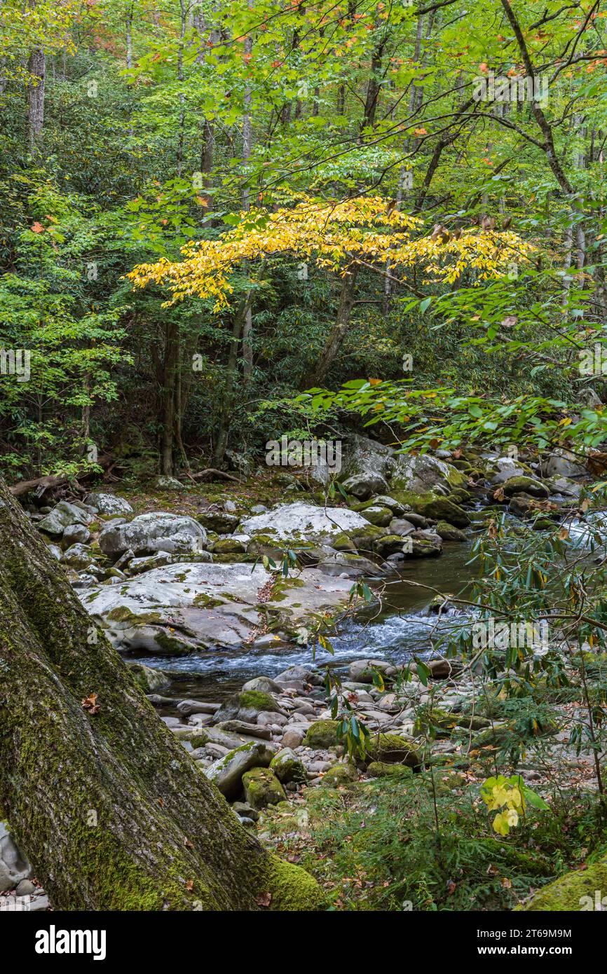 The Little River flows along the Little River Trail in the Great Smoky ...
