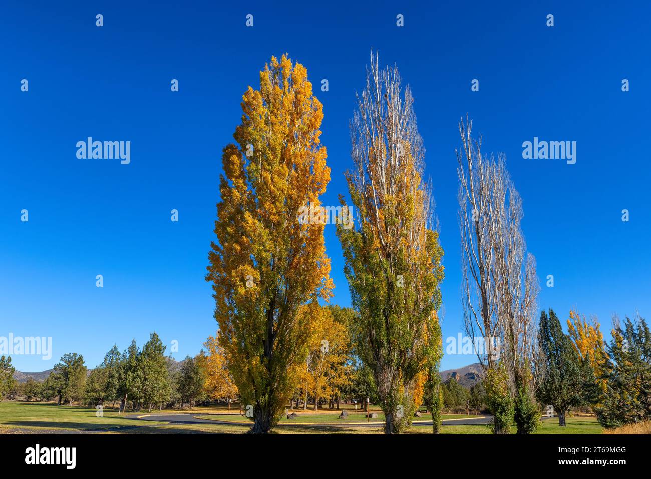 Autumn high desert Peter SKene Ogden Park at the Crooked River Gorge in ...