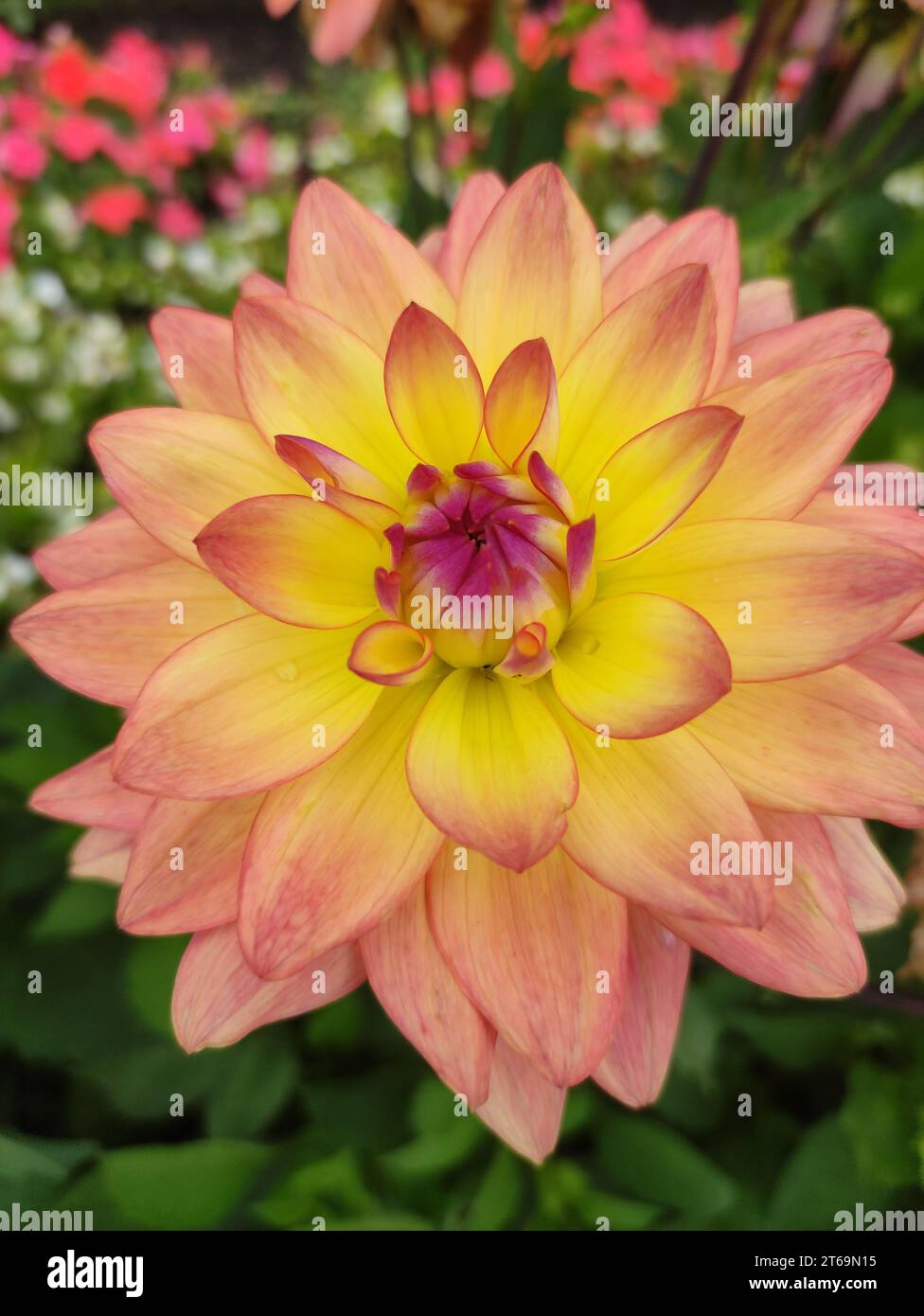 Dahlia melody dora hi-res stock photography and images - Alamy