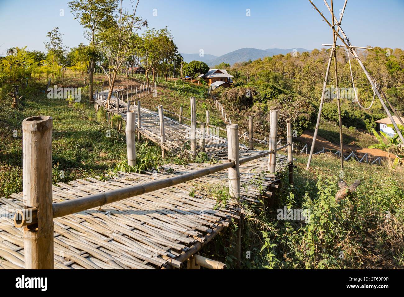 Raised bamboo walkway bridge in disrepair leads to farmhouse on a ...