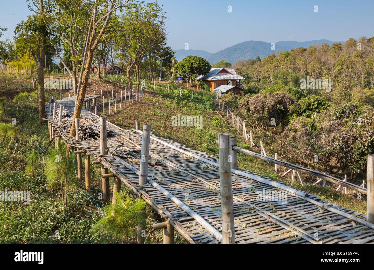 Raised bamboo walkway bridge in disrepair leads to farmhouse on a ...