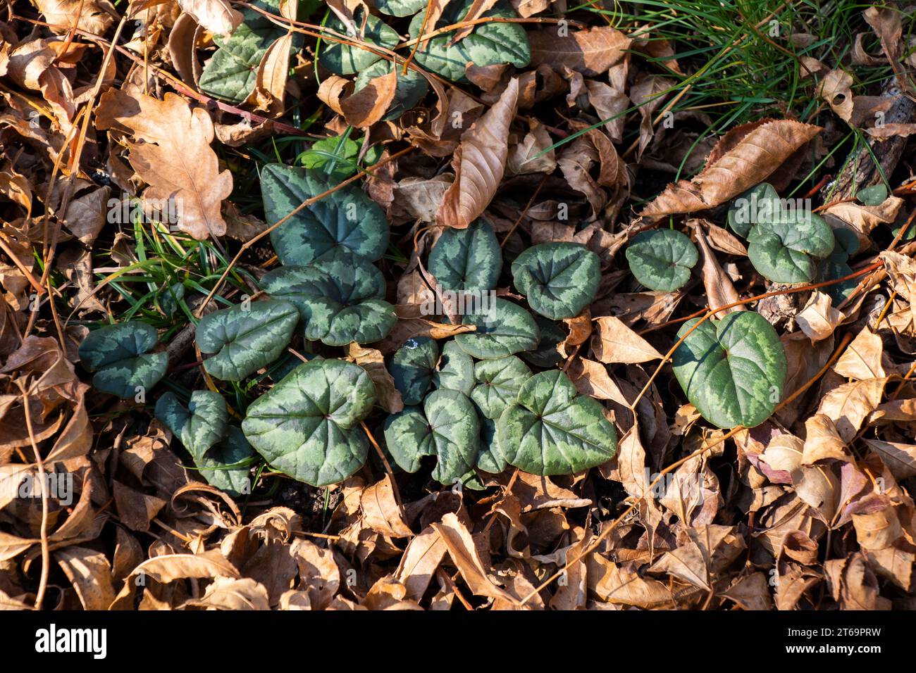 A top view of green ivy leaves on the ground covered with dried plants ...