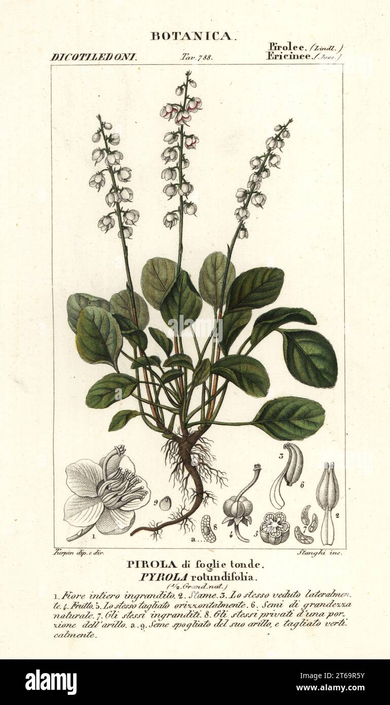 Round-leaved wintergreen, Pyrola rotundifolia, Pirola di foglie tonde ...