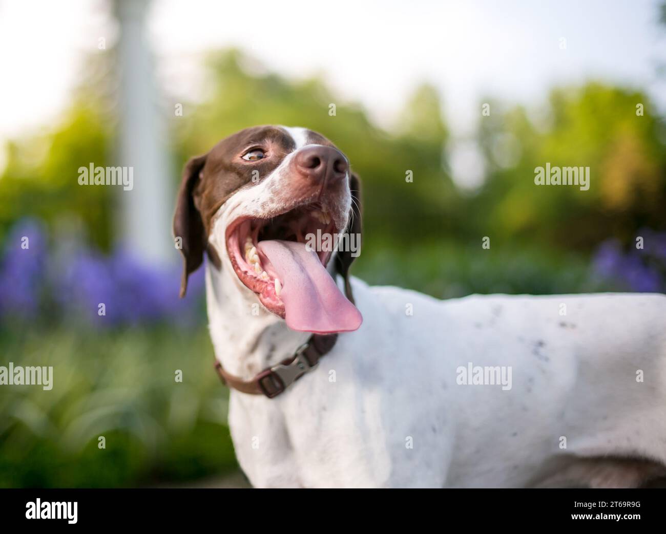 English pointer hi-res stock photography and images - Alamy