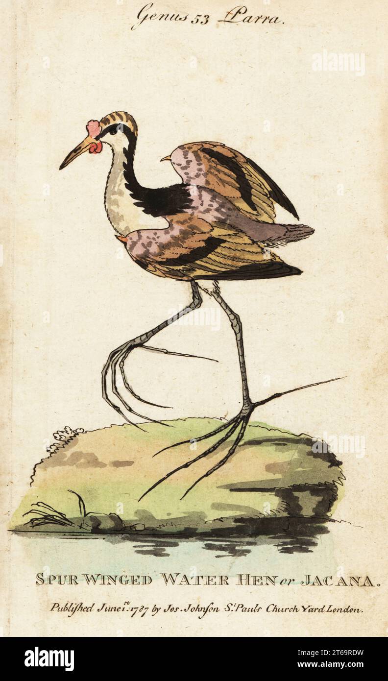 Spur winged water hen hi-res stock photography and images - Alamy