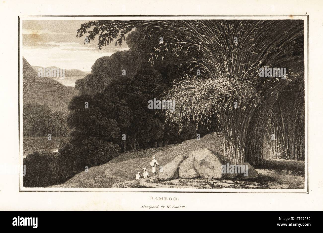 Giant thorny bamboo, Bambusa bambos, in India. Bamboo, Bambusa ...