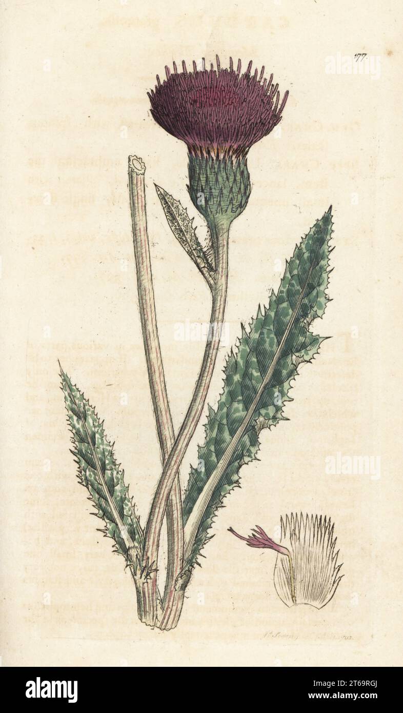 Meadow thistle, Cirsium dissectum (Carduus pratensis). Handcoloured ...