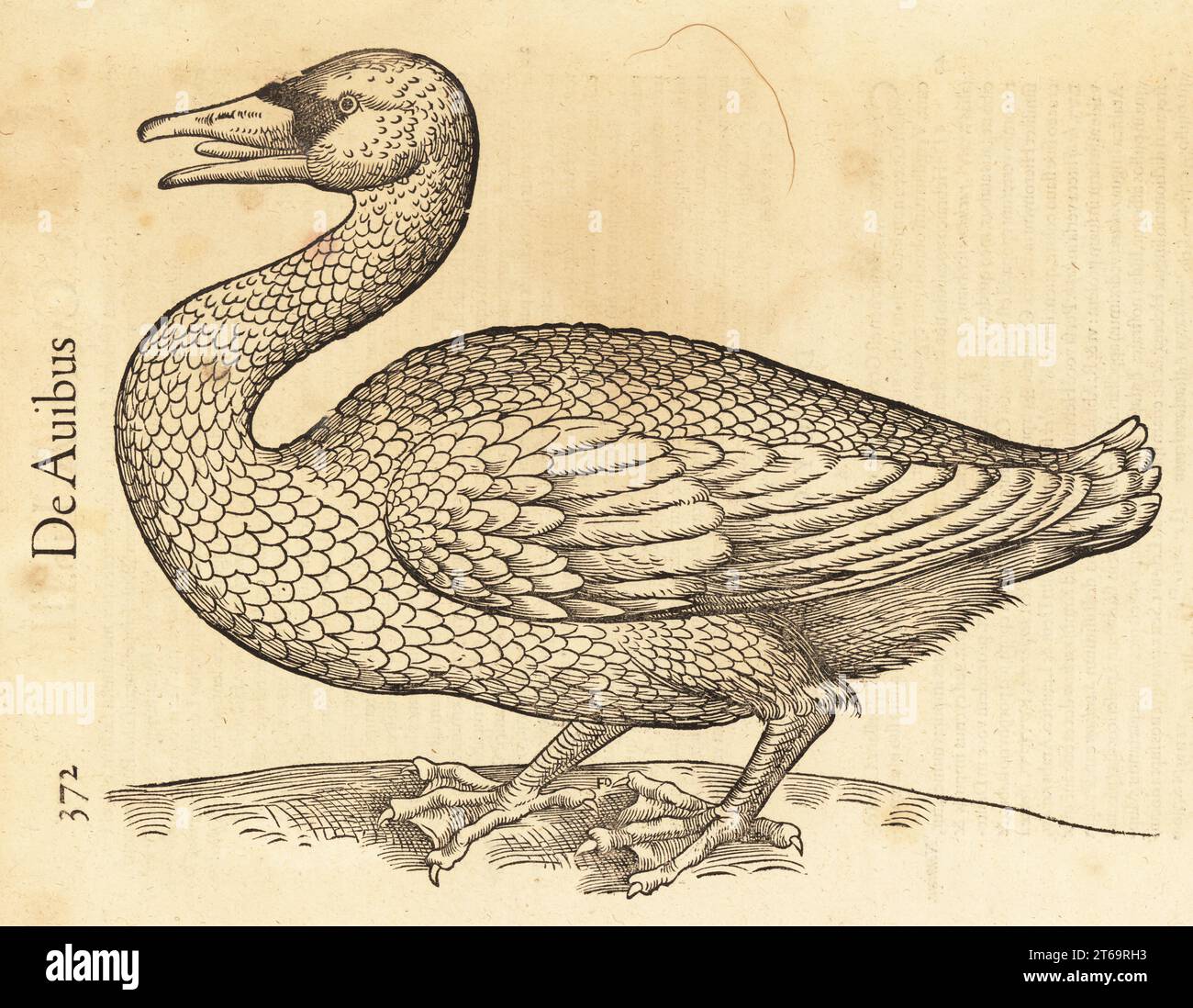 Species of swan, possibly the whooper swan or common swan, Cygnus ...