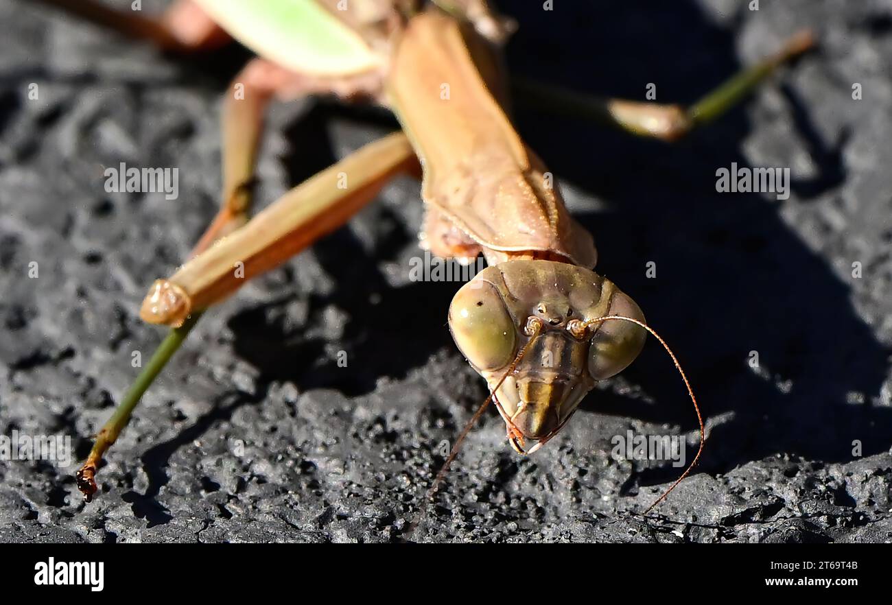 A closeup of a mantis on the ground on the blurry background Stock ...