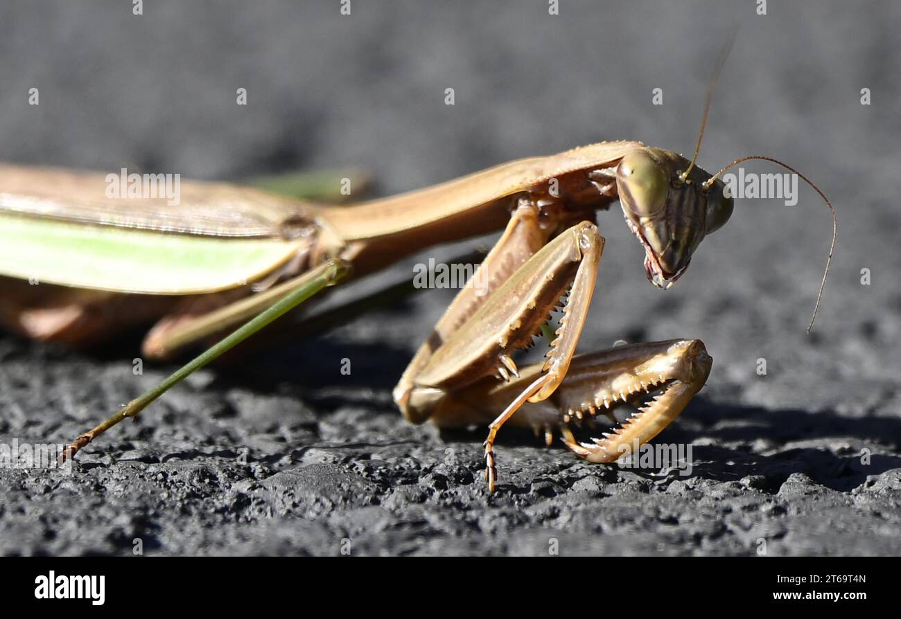 A close-up image of a Praying Mantis resting on the ground, with its ...