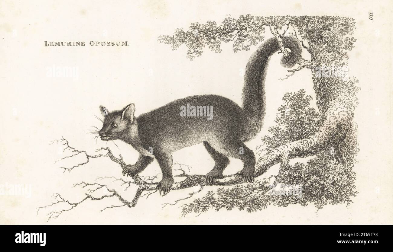 Lemurine opossum hi-res stock photography and images - Alamy