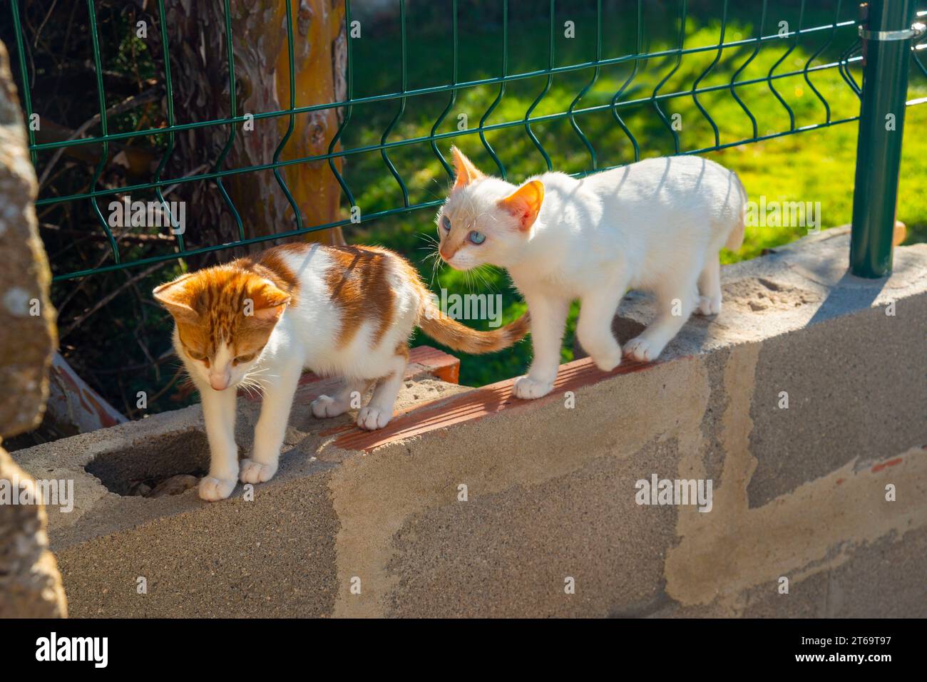 Gato gatos gatitos gatitos felino felinos hi-res stock photography and ...