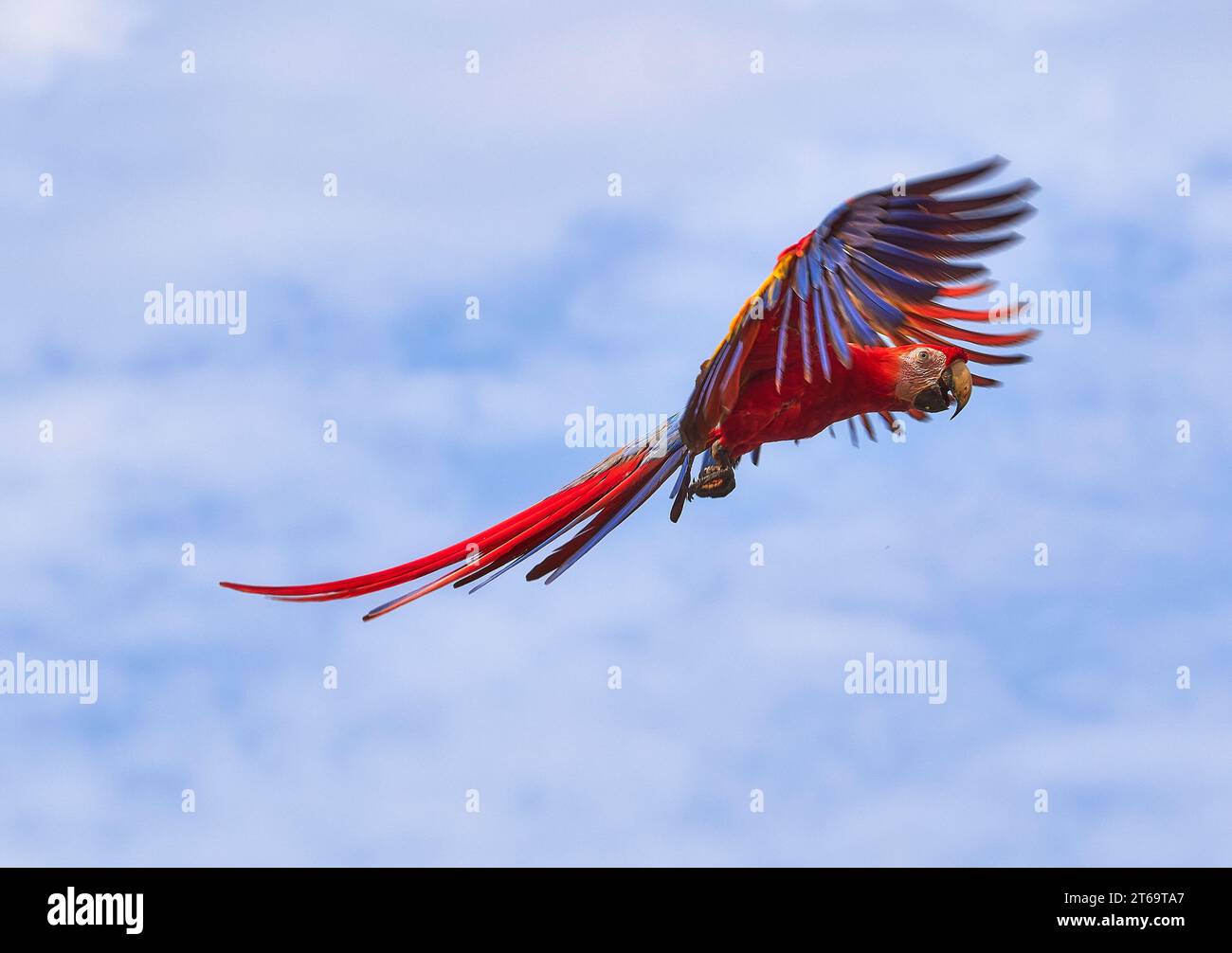 A vibrant red and yellow parrot in mid-flight against a backdrop of a ...