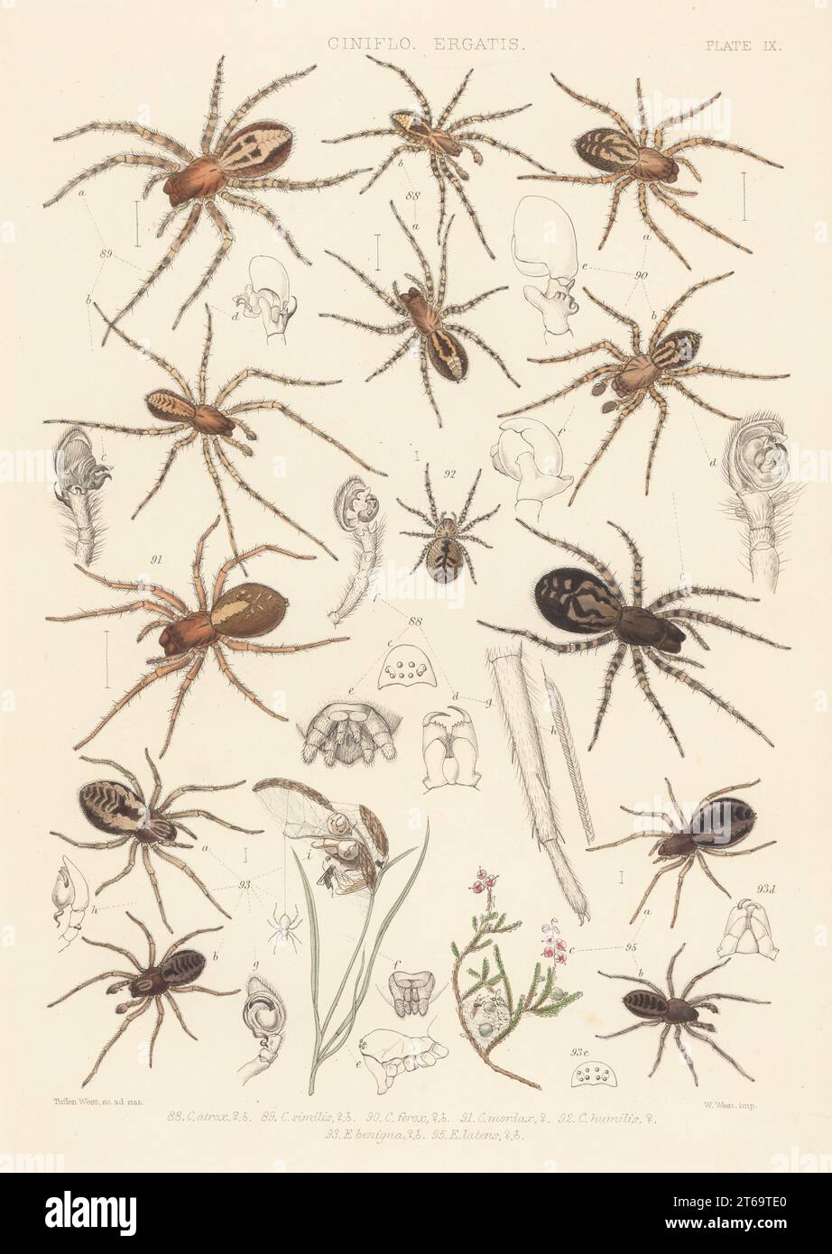 Lathys humilis hi-res stock photography and images - Alamy