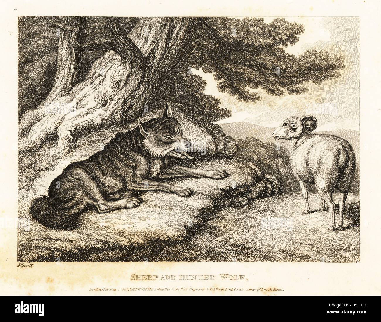 A wounded wolf under a tree asks a sheep for water. Sheep and the ...