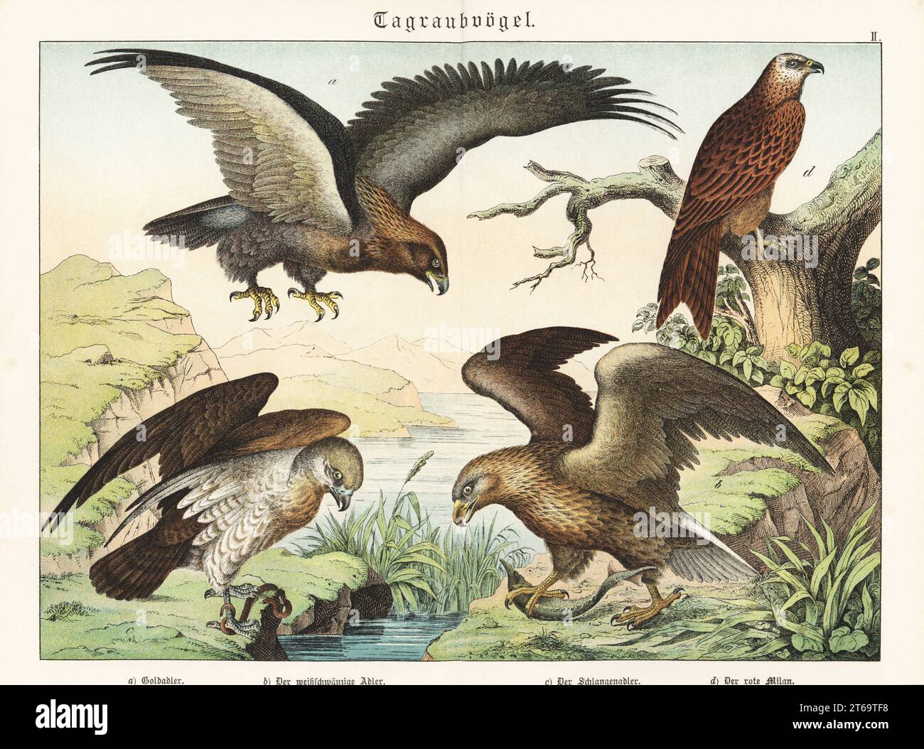 Golden eagle, Aquila chrysaetos a, white-tailed eagle with fish ...