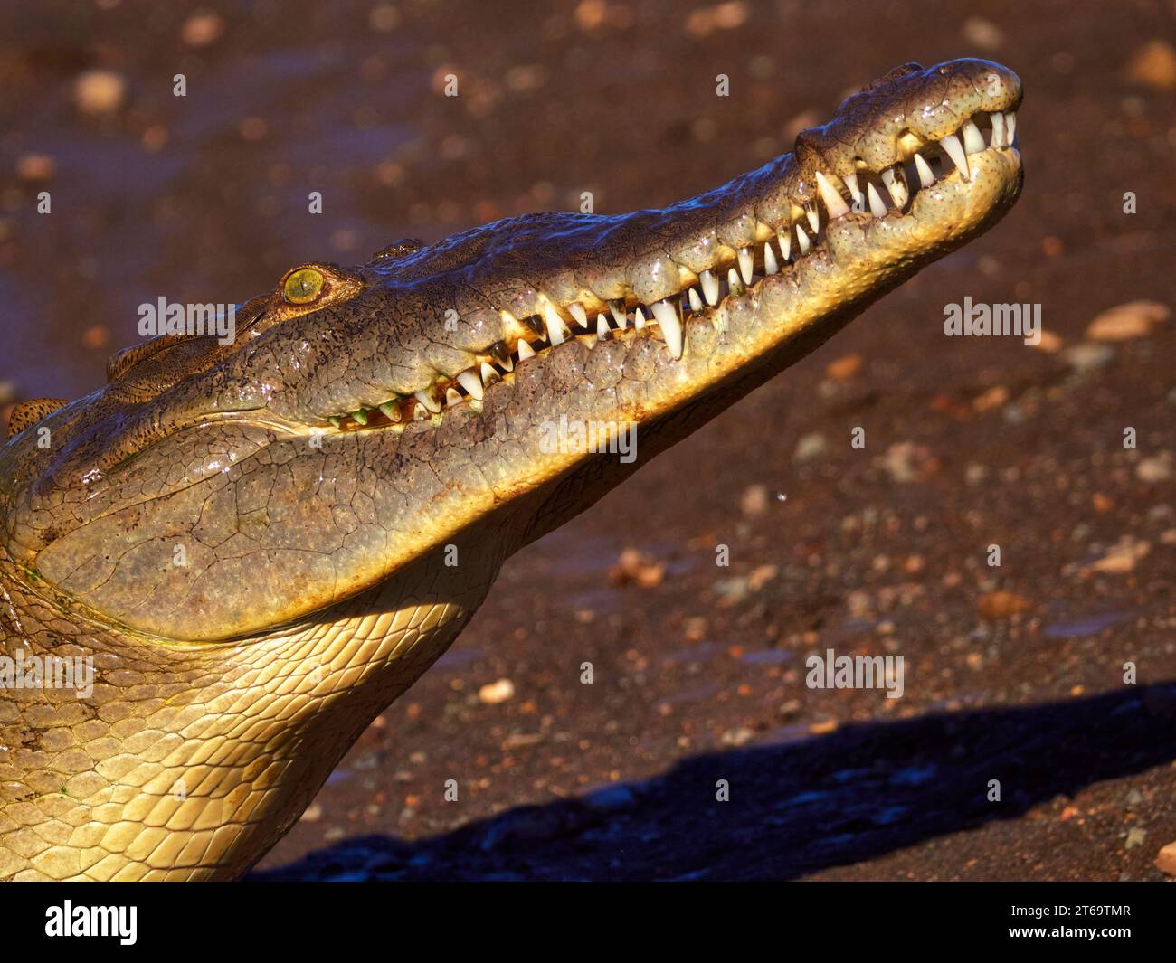 A close-up of a crocodile with razor-sharp teeth, bared in an ...