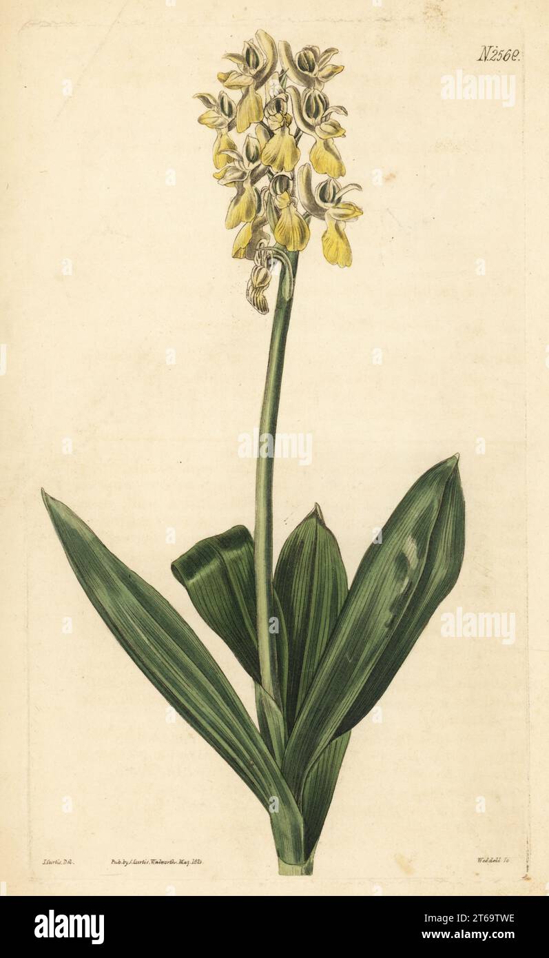 Chinese privet or wax-tree, Ligustrum lucidum. Native to China, drawn ...