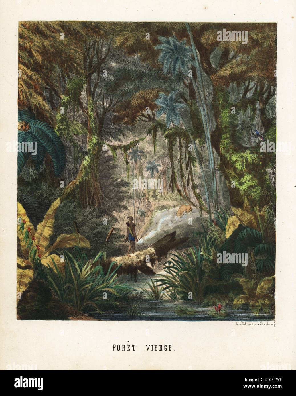 Virgin forest landscape in the Amazon, South America. A native American ...