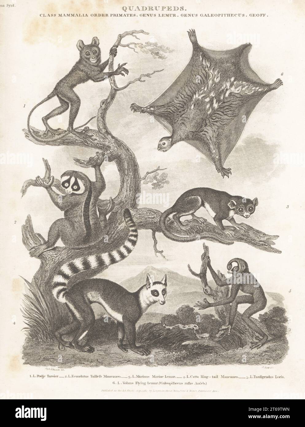 Spectral tarsier, Tarsius tarsier 1, endangered red slender loris ...