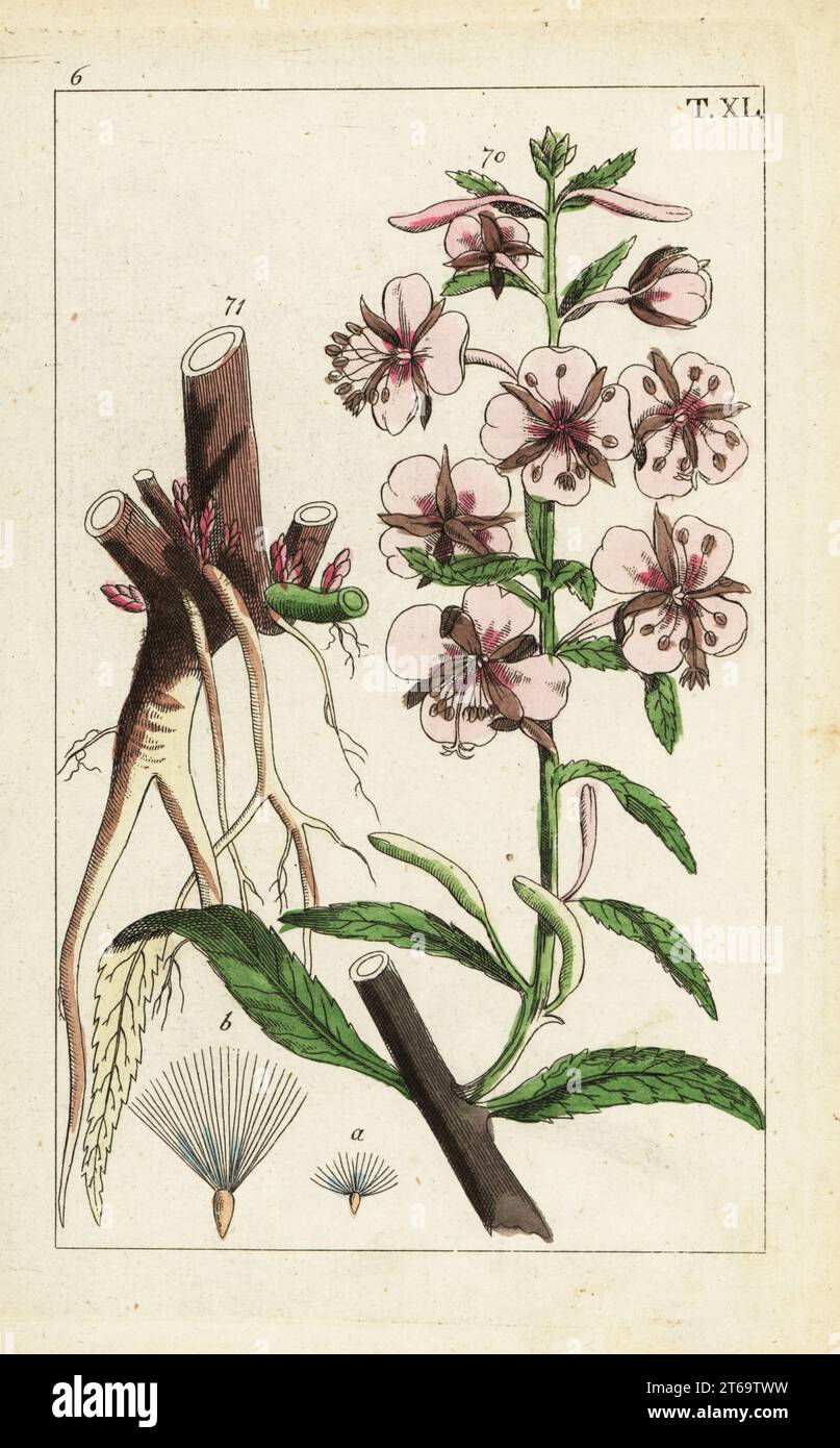 Fireweed infusion hi-res stock photography and images - Alamy