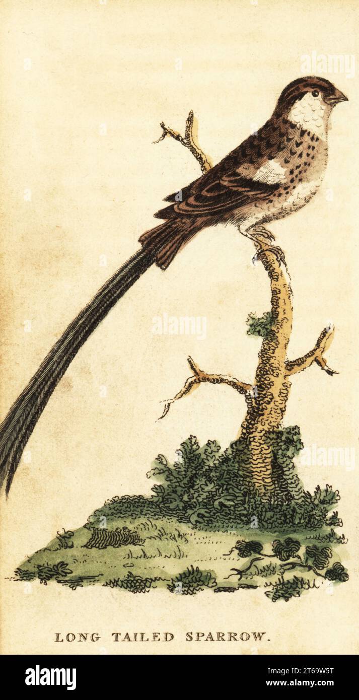 Pin-tailed whydah, Vidua macroura. Africa. Long-tailed sparrow ...