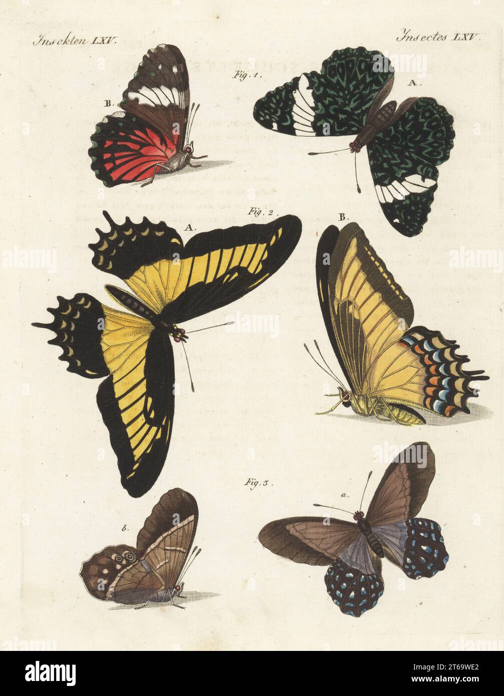 Red cracker butterfly, Hamadryas amphinome 1, Androgeus swallowtail ...