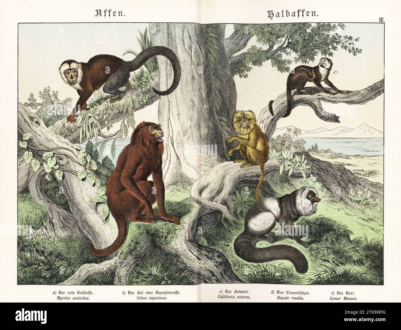 Venezuelan red howler, Alouatta seniculus a, endangered Colombian white ...