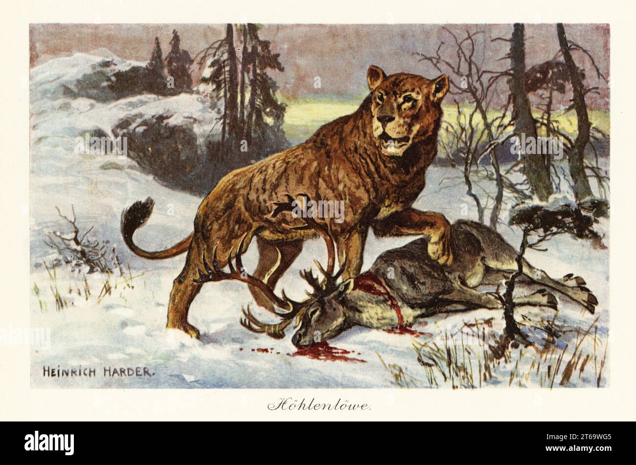 Eurasian cave lion, Panthera spelaea, extinct big cat species. With ...